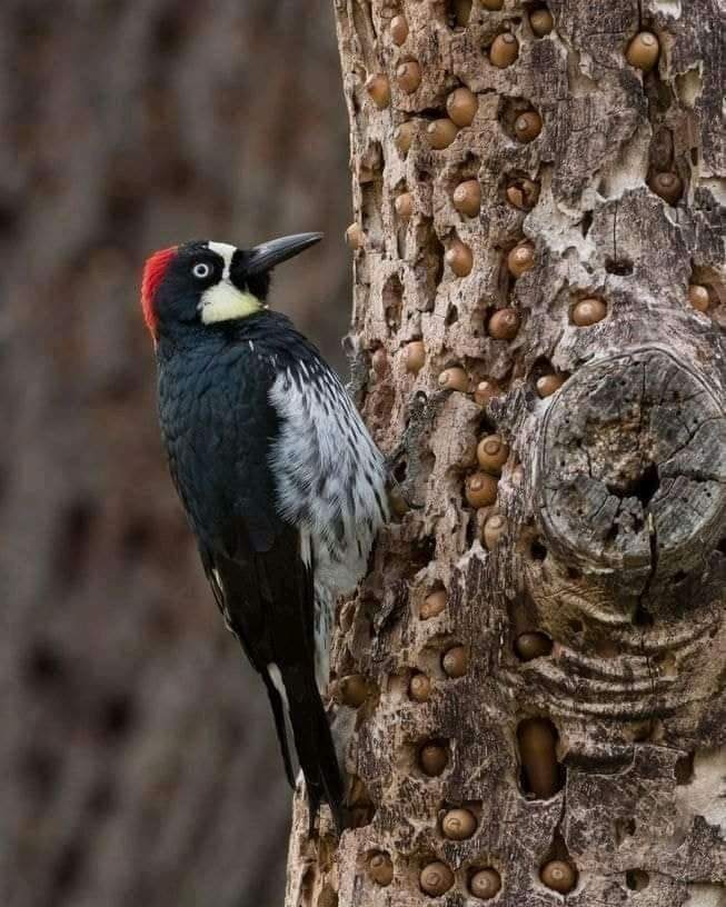 The Granaries of Acorn Woodpeckers - VIVAN Life Sciences