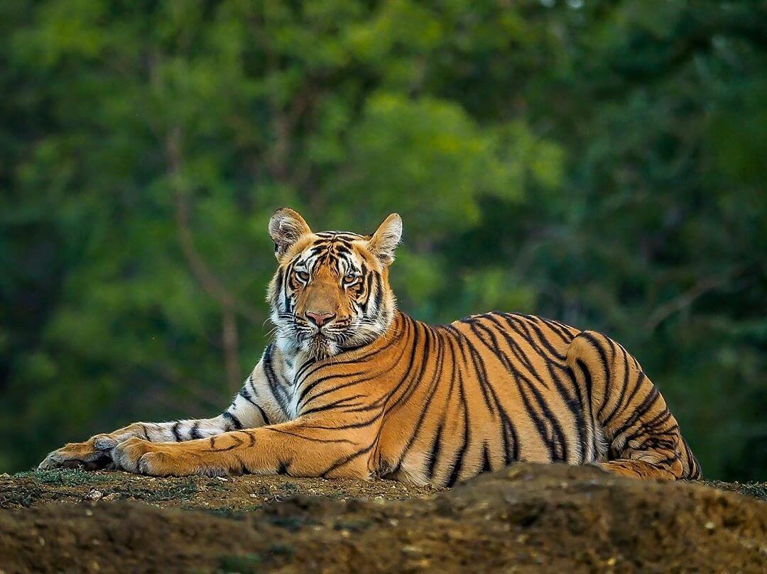 How India Became Home to 75% of the World’s Tigers by Doubling Their ...